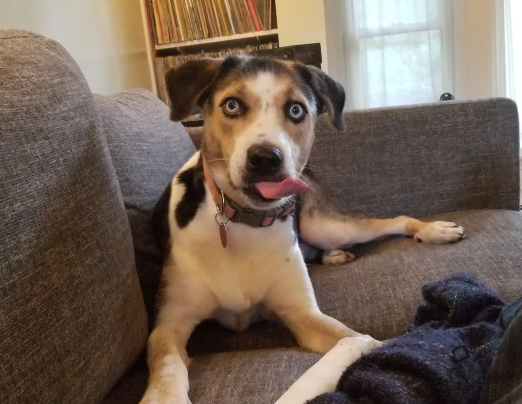 Interview: Cinemonster - Merry-Go-Round Magazine