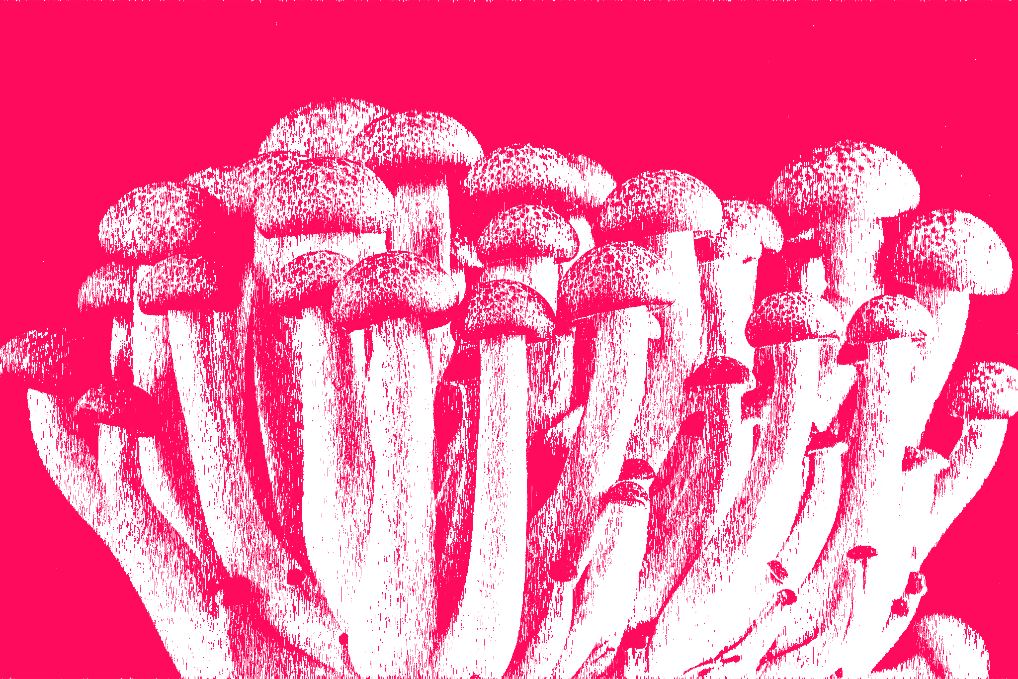 Björk’s FOSSORA and the Fungal Network - MGRM